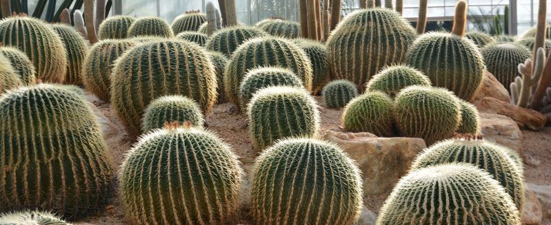 Cactus Plant Nursery – Cactus Plant Nursery from Thailand