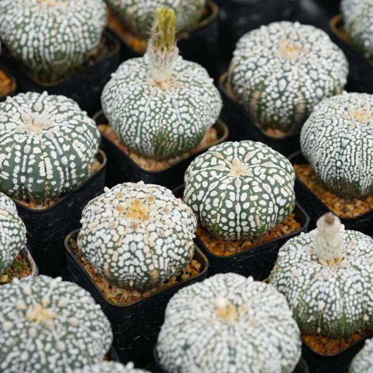 Astrophytum asterias ‘Super Kabuto’ – Cactus Plant Nursery