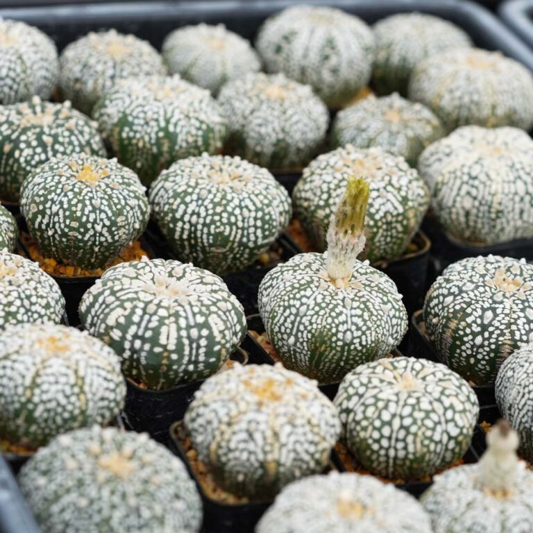 Astrophytum Mystery Box – Rank B – Cactus Plant Nursery