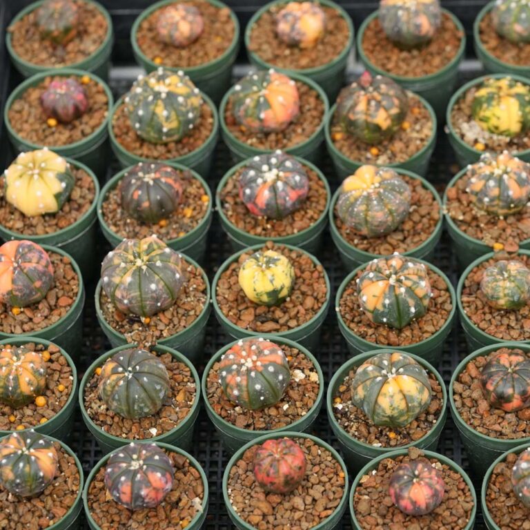 Astrophytum asterias (Variegated) – Cactus Plant Nursery