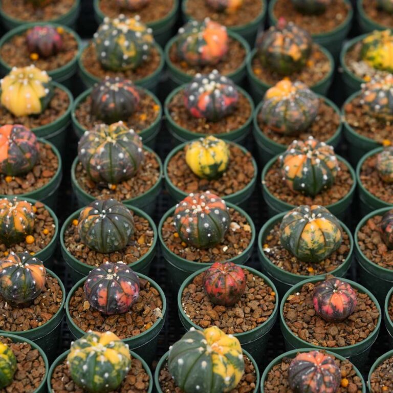 Astrophytum asterias (Variegated) – Cactus Plant Nursery
