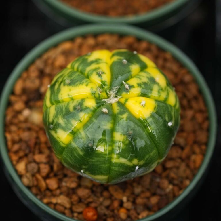 Astrophytum asterias (Variegated yellow) – Cactus Plant Nursery
