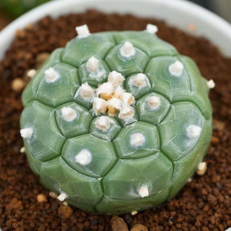 Astrophytum – Cactus Plant Nursery