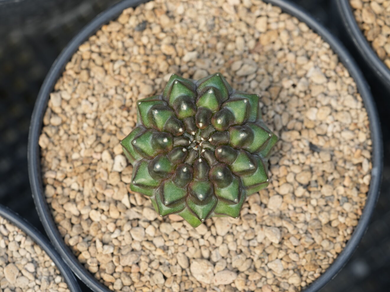 Gymnocalycium Inermis – Cactus Plant Nursery