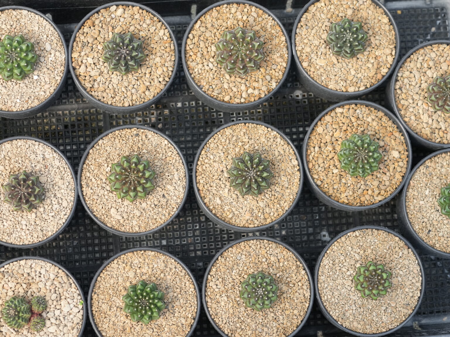 Gymnocalycium Inermis – Cactus Plant Nursery