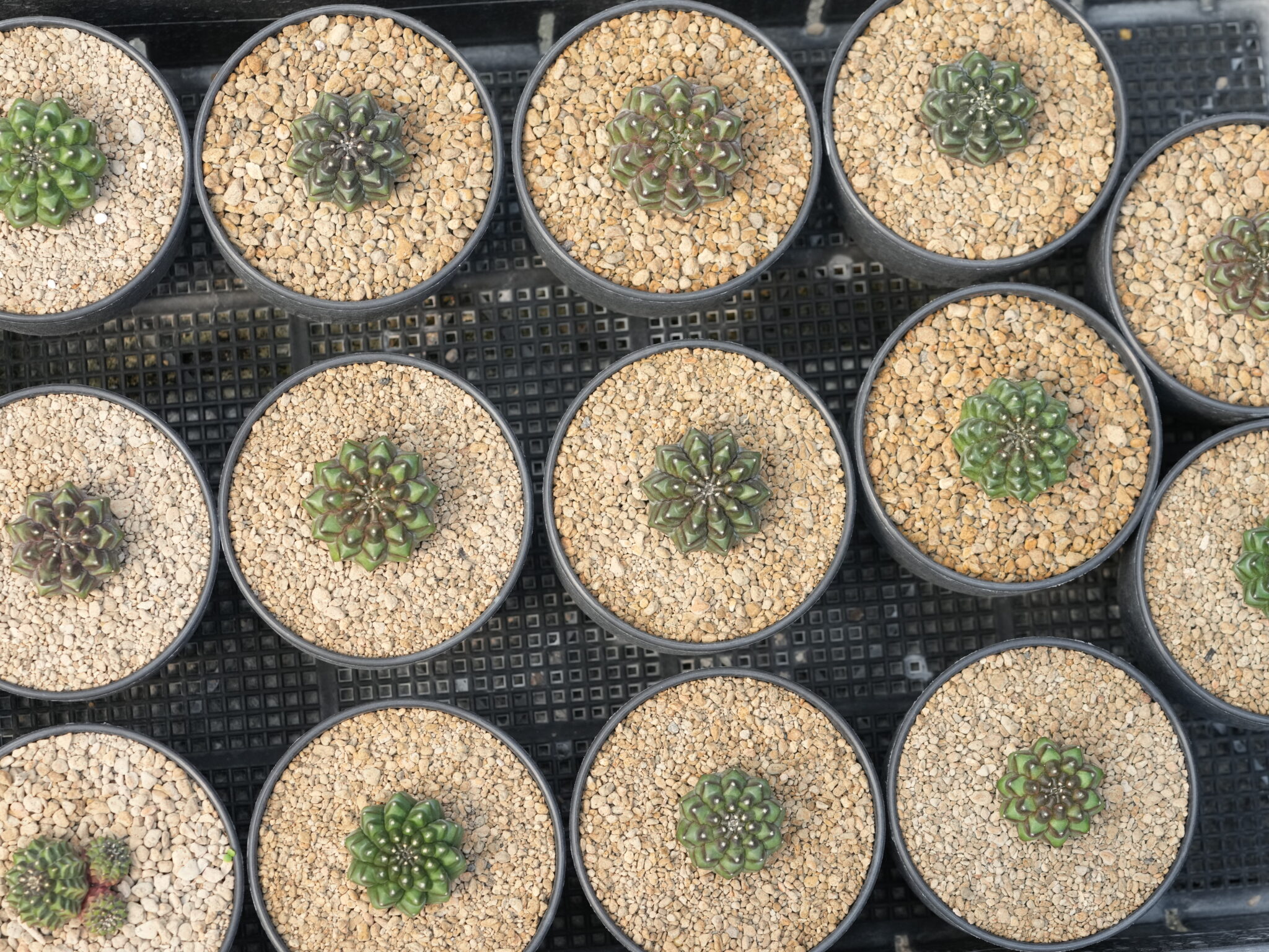 Gymnocalycium Inermis – Cactus Plant Nursery