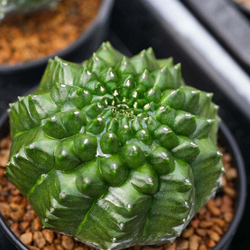 Gymnocalycium Inermis – Cactus Plant Nursery