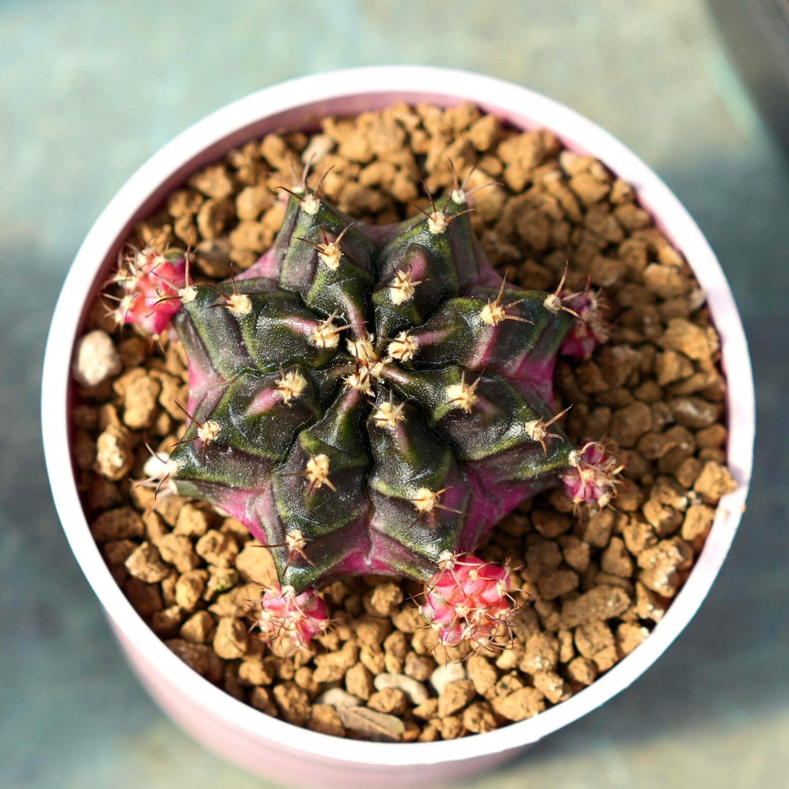 Gymnocalycium mihanovichii ‘Bubble gum’ – Cactus Plant Nursery