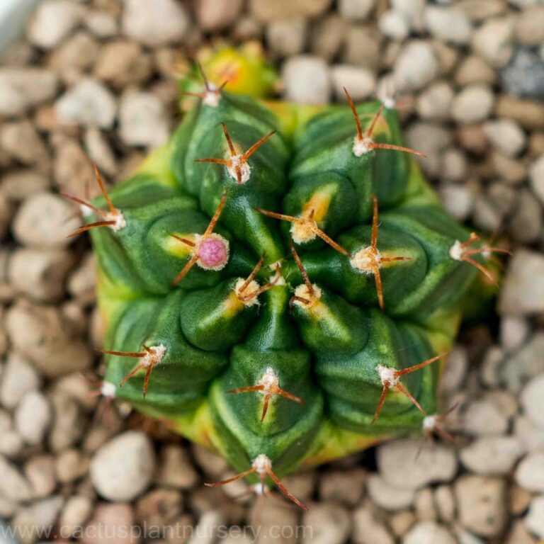 Gymnocalycium mihanovichii ‘K3’ – Cactus Plant Nursery