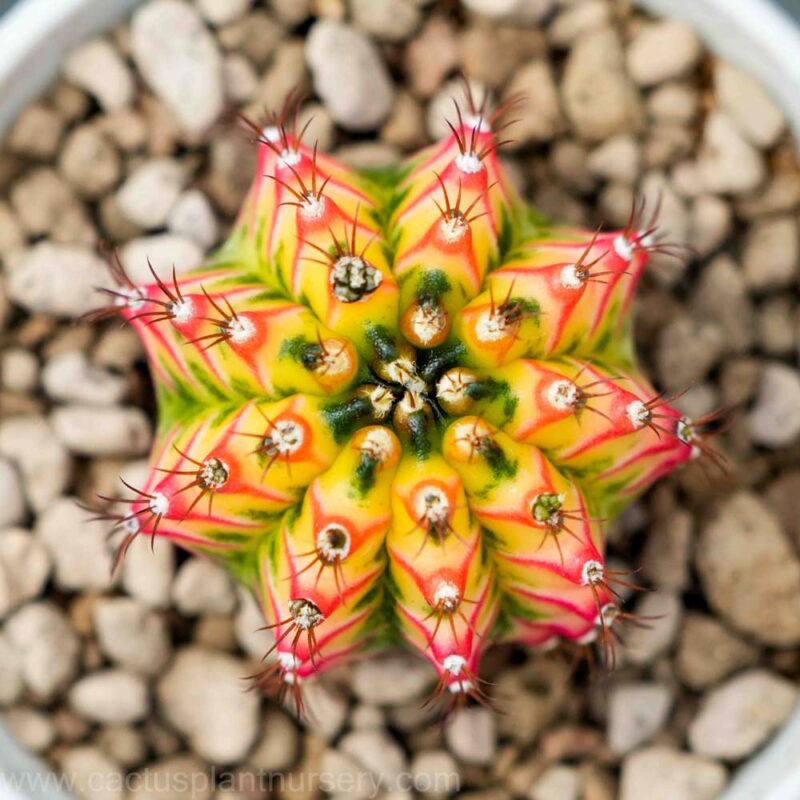Gymnocalycium mihanovichii ‘Yellow Multicolor’ – Cactus Plant Nursery