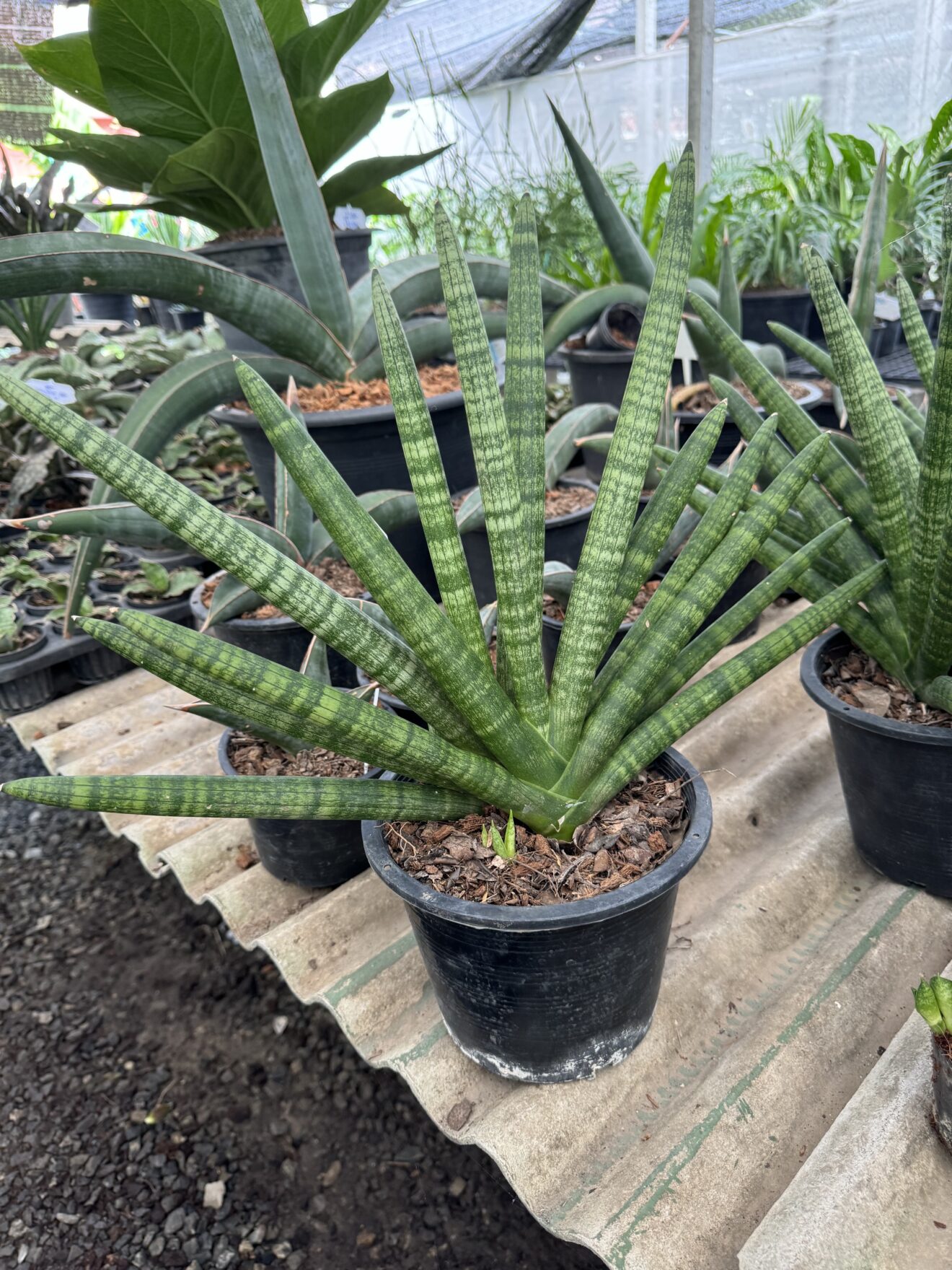 Sansevieria cylindrica Bojer ex Hook. “Spear Sansevieria” (size M ...