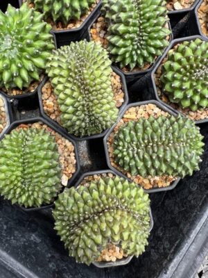 Gymnocalycium Inermis (Cristata) – Cactus Plant Nursery